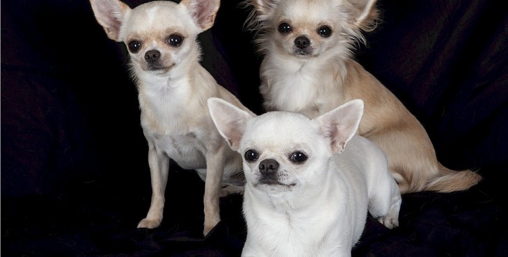 Čivava (Chihuahua) | Pes Bruno