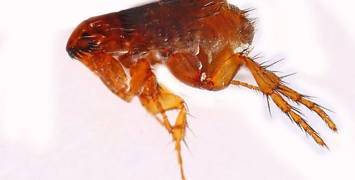 Sú psie blchy nebezpečné aj pre ľudí? Ako sa ich zbaviť? | Pes Bruno