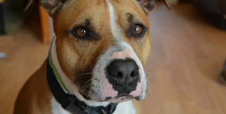Americký stafordšírsky teriér (American Staffordshire Terrier) | Pes Bruno