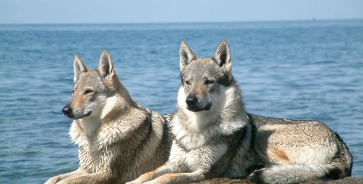 Československý vlčiak (Czechoslovakian wolfdog) | Pes Bruno