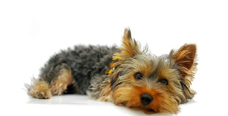 Jorkšírsky teriér (Yorkshire terrier) | Pes Bruno