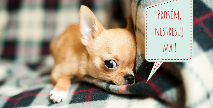 10 vecí, ktorými ľudia stresujú svojich psov | Pes Bruno