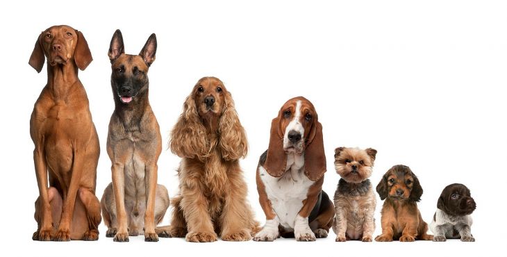 100 rokov šľachtenia zničilo väčšinu plemien psov | Pes Bruno