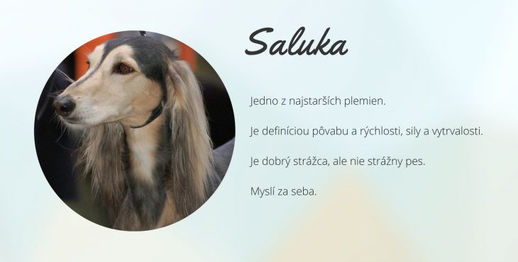 Saluka (saluki, perzský chrt) | Pes Bruno