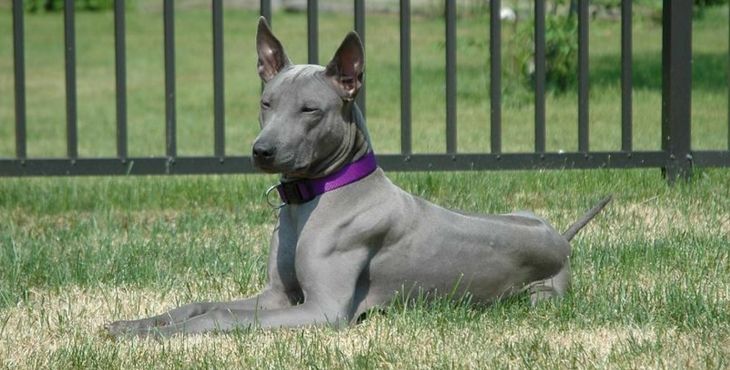 Thajský ridgeback (Thai Ridgeback) | Pes Bruno