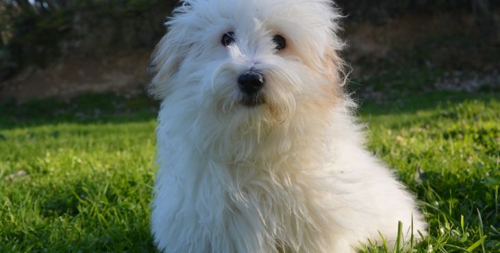 Coton de Tuléar (Bavlnka, Kráľovský pes z Madagaskaru) | Pes Bruno