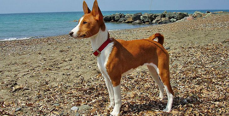 Basendži (Basenji) | Pes Bruno