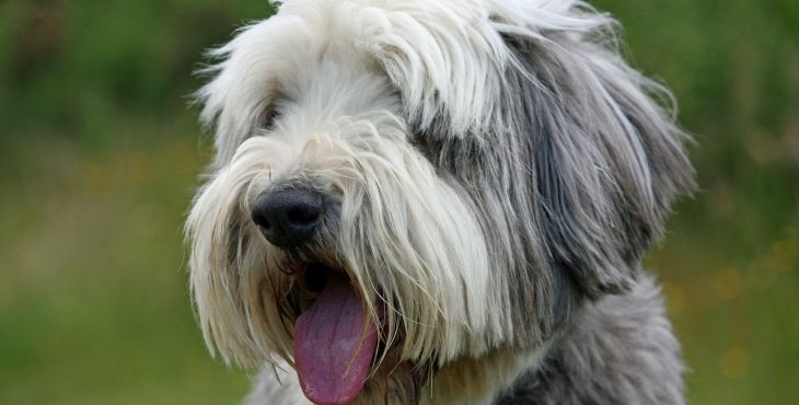 Bradatá kólia (Bearded Collie) | Pes Bruno