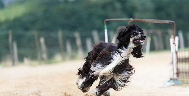 Afgánsky chrt (Afghan Hound) | Pes Bruno