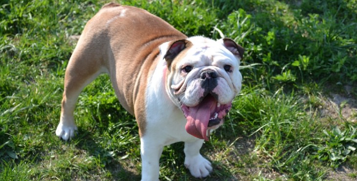 Anglický buldog (English Bulldog, Bulldog) | Pes Bruno